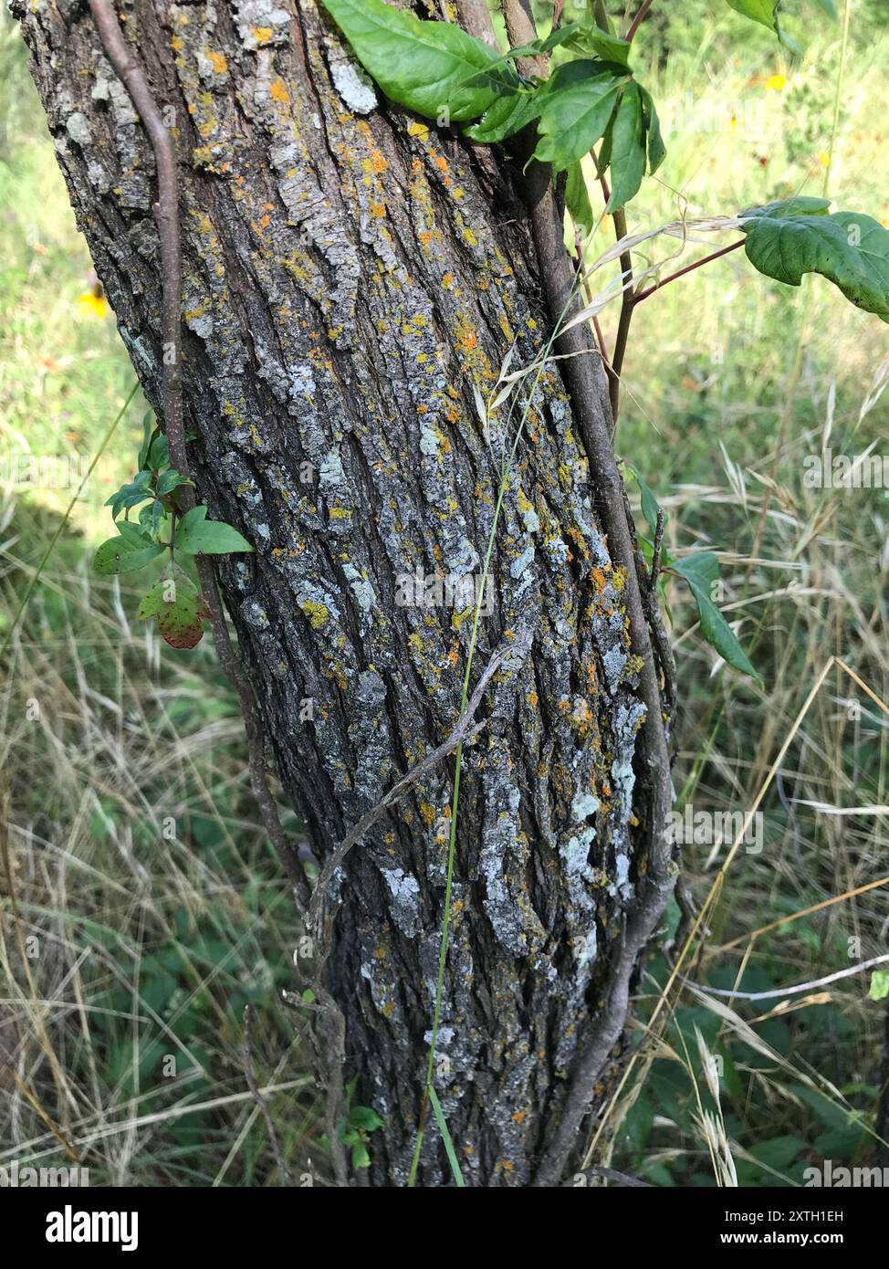 honey mesquite (Neltuma glandulosa) Plantae Stock Photo - Alamy