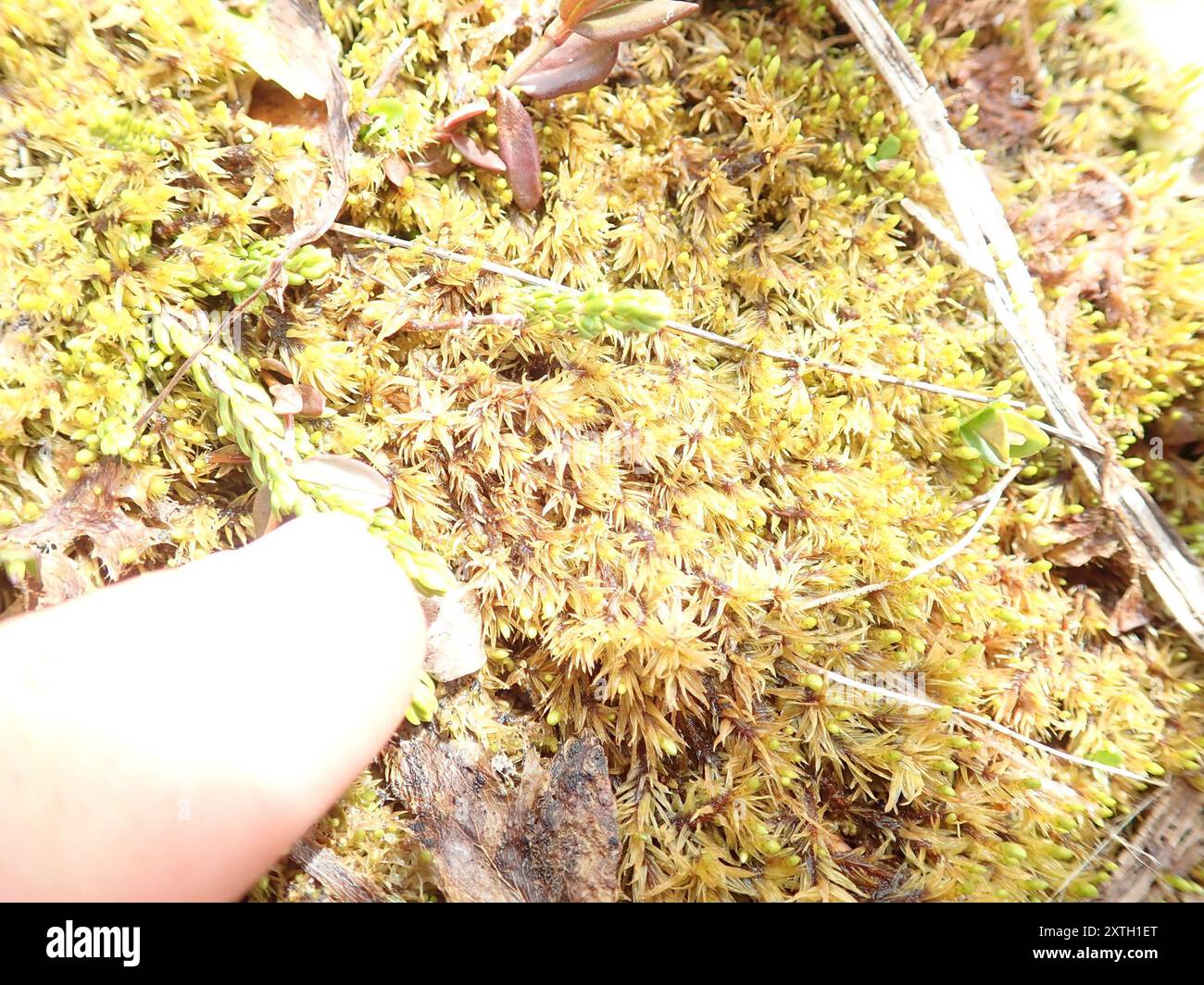 joint-toothed mosses (Bryopsida) Plantae Stock Photo - Alamy