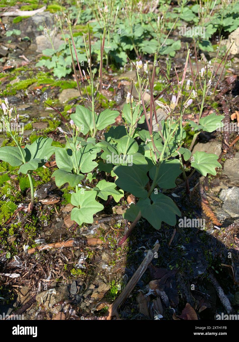 Serpentine Bittercress (Cardamine pachystigma) Plantae Stock Photo - Alamy