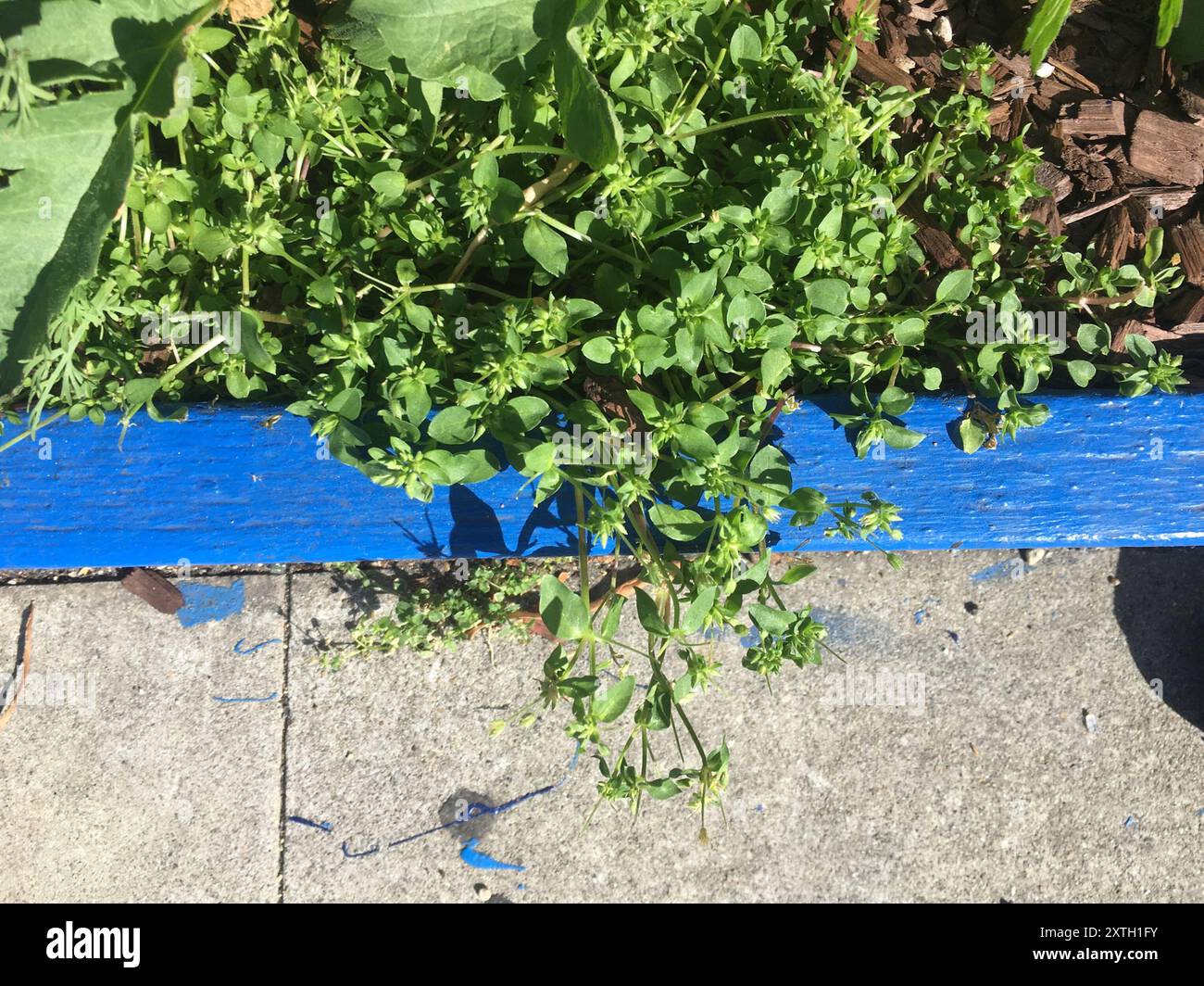 chickweeds (Stellaria) Plantae Stock Photo - Alamy
