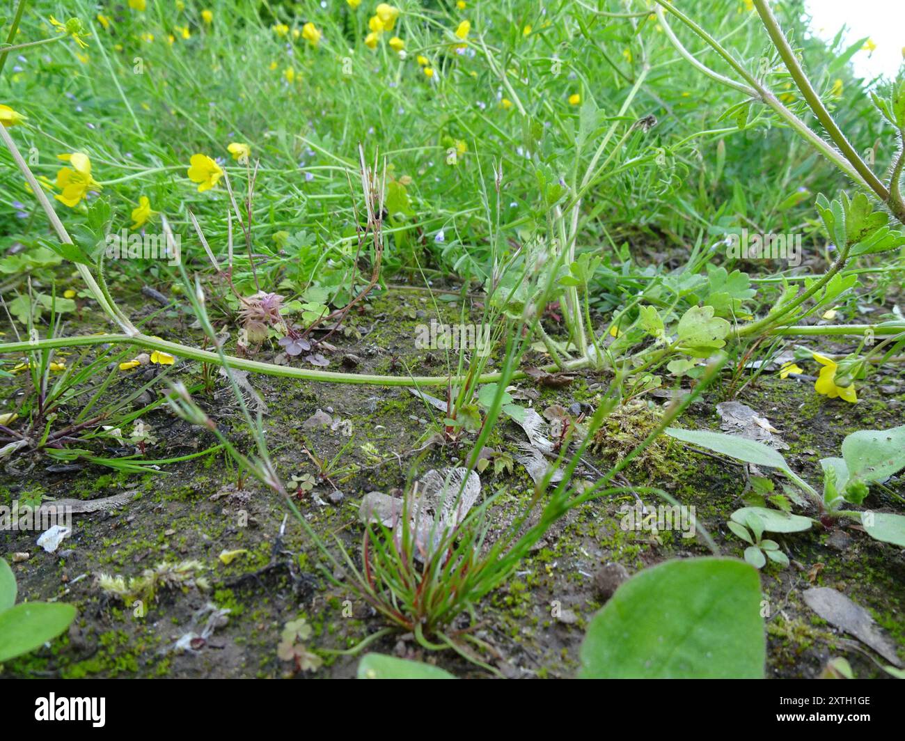 Toad rush (Juncus bufonius) Plantae Stock Photo - Alamy