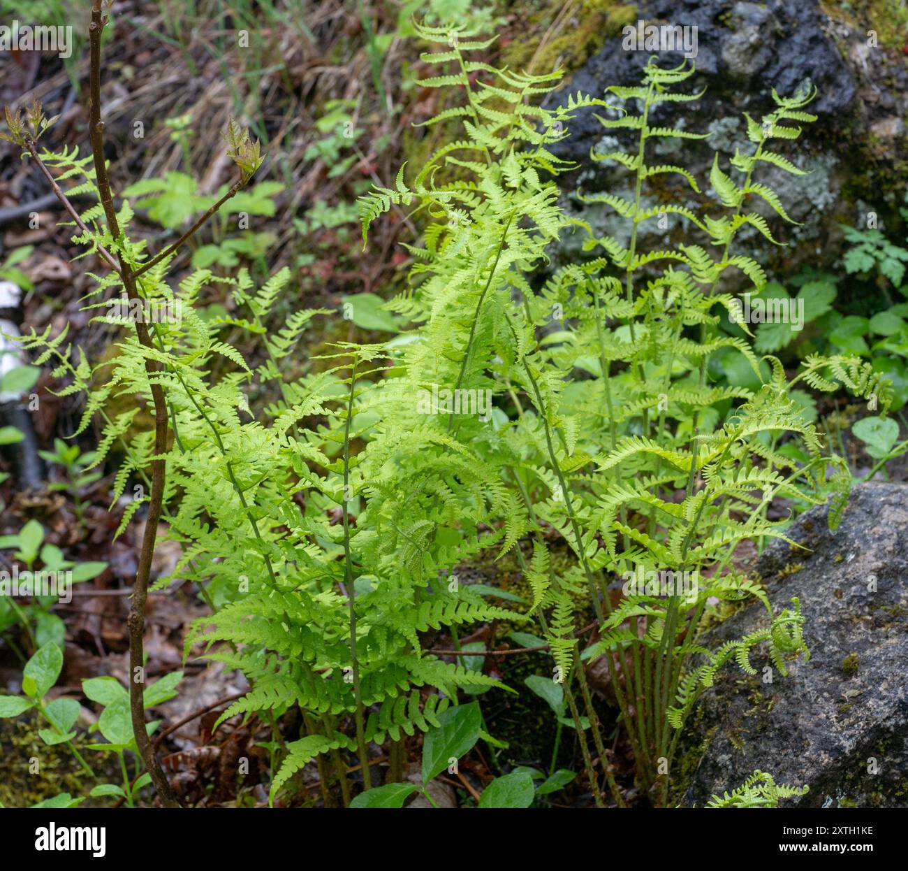 marginal wood fern (Dryopteris marginalis) Plantae Stock Photo - Alamy