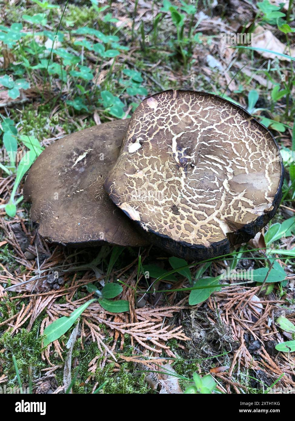 boletes (Boletaceae) Fungi Stock Photo - Alamy