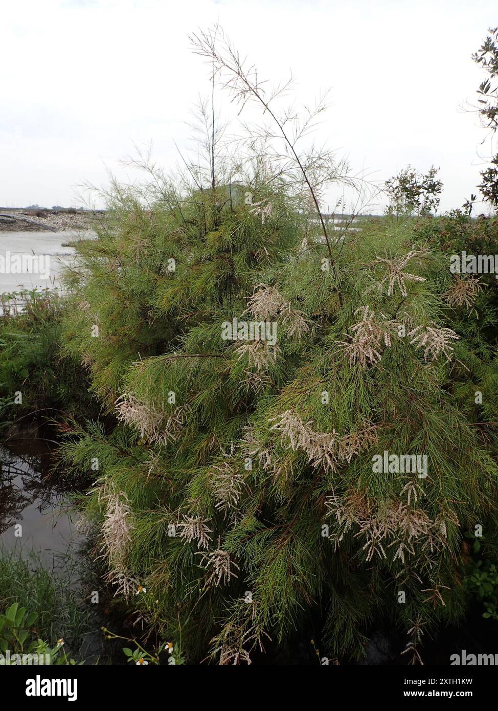 Tamarix aphylla hi-res stock photography and images - Alamy