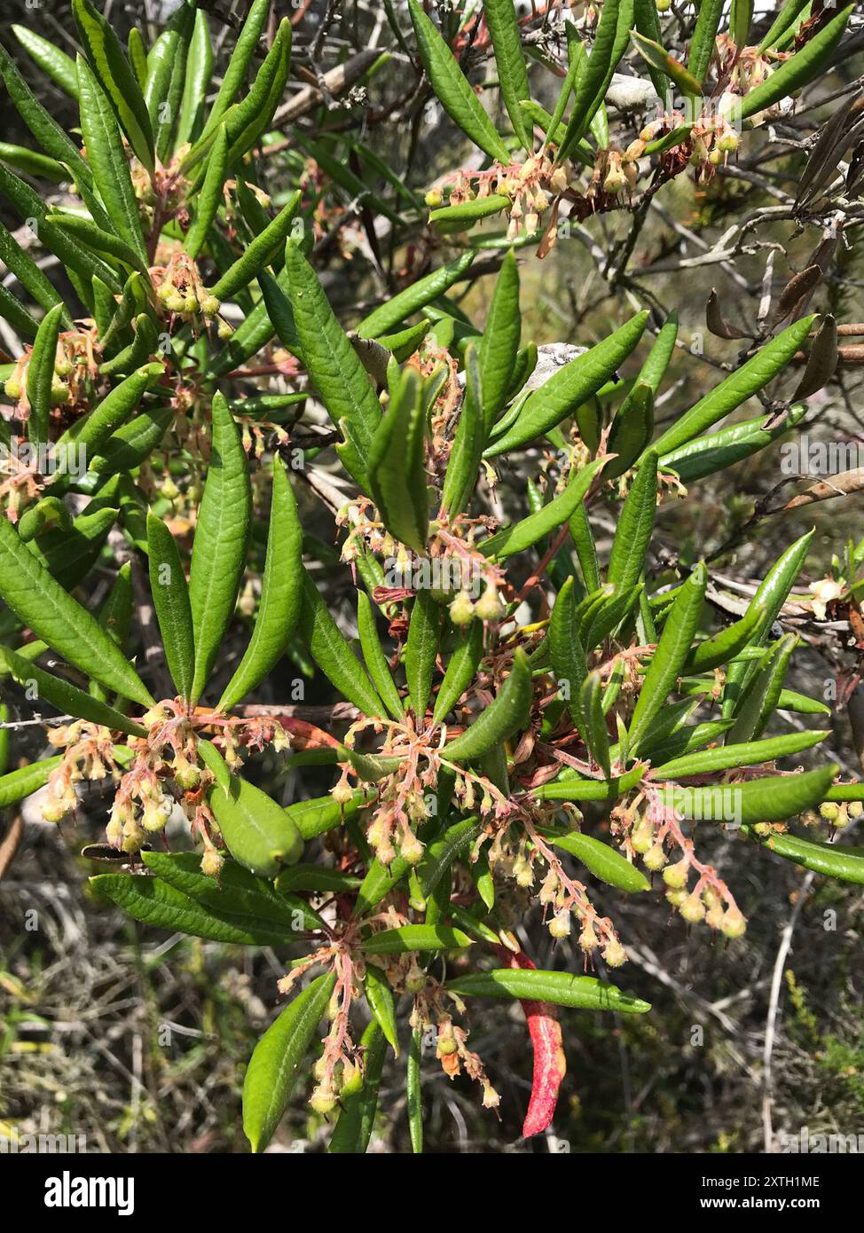 summer holly (Comarostaphylis diversifolia diversifolia) Plantae Stock ...