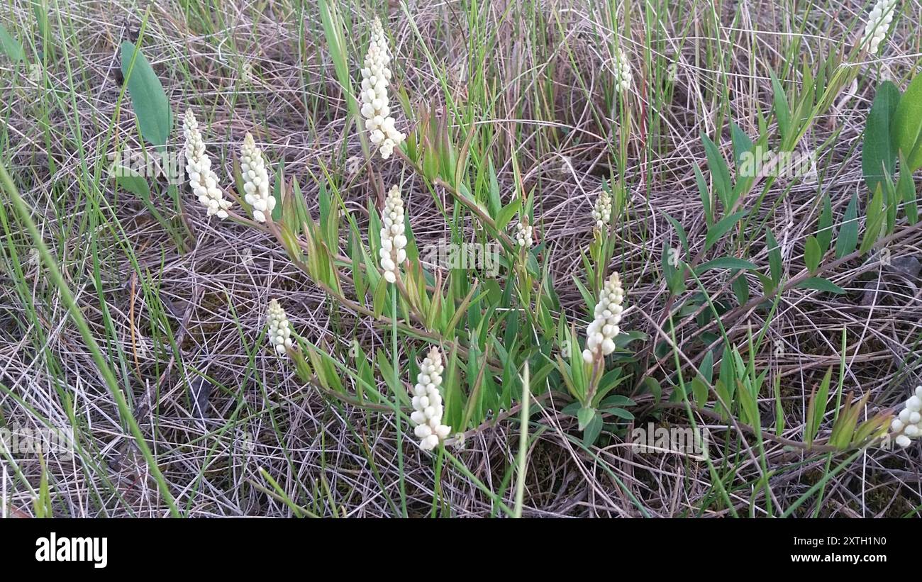 Seneca snakeroot hi-res stock photography and images - Alamy