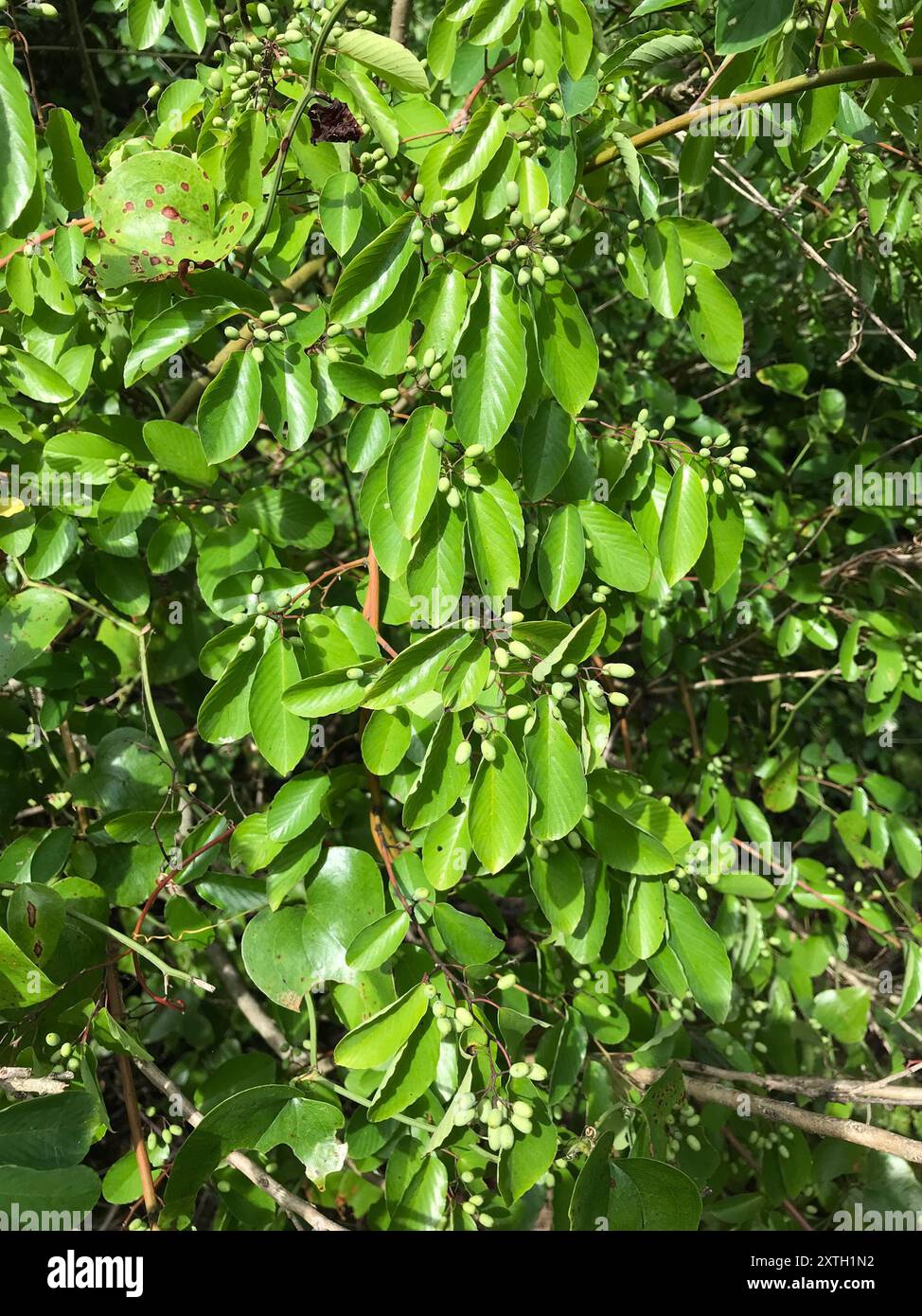 Supplejack (Berchemia scandens) Plantae Stock Photo - Alamy