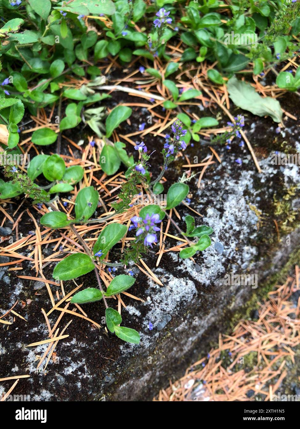 heath speedwell (Veronica officinalis) Plantae Stock Photo - Alamy