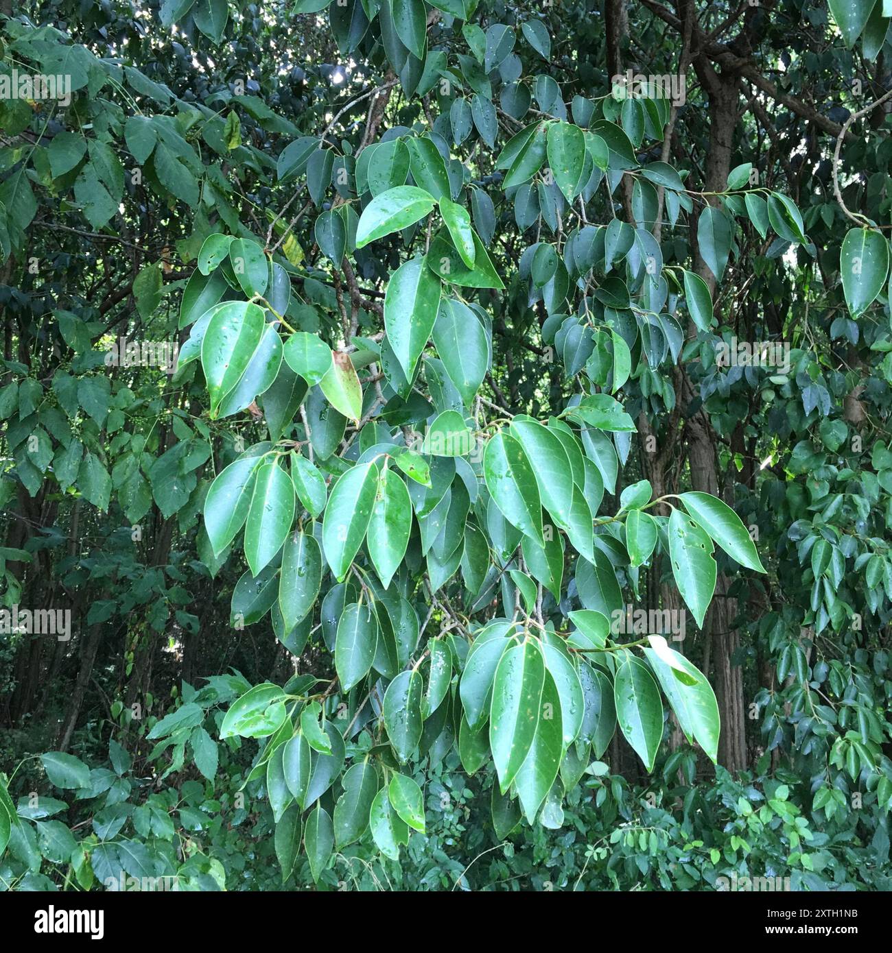 tree privet (Ligustrum lucidum) Plantae Stock Photo - Alamy
