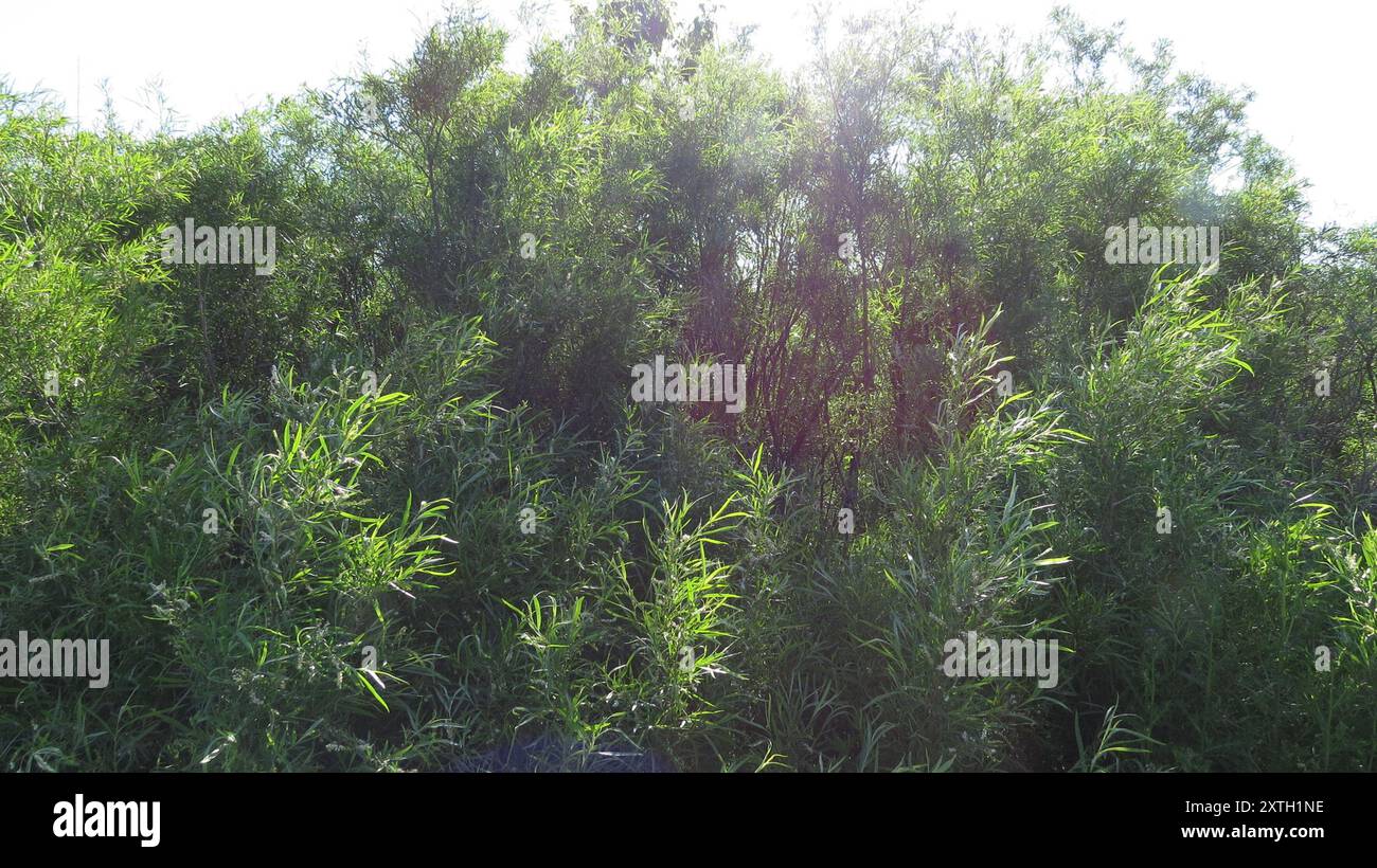 interior sandbar willow (Salix interior) Plantae Stock Photo - Alamy