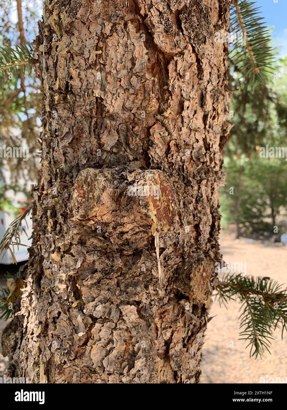 Engelmann spruce (Picea engelmannii) Plantae Stock Photo - Alamy
