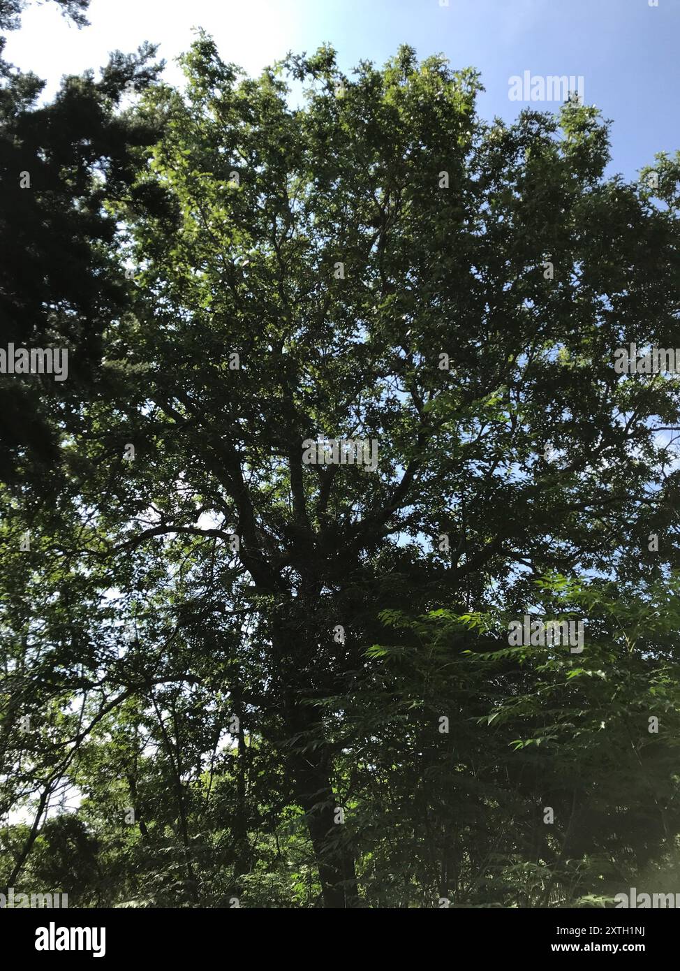 Buckley's oak (Quercus buckleyi) Plantae Stock Photo - Alamy