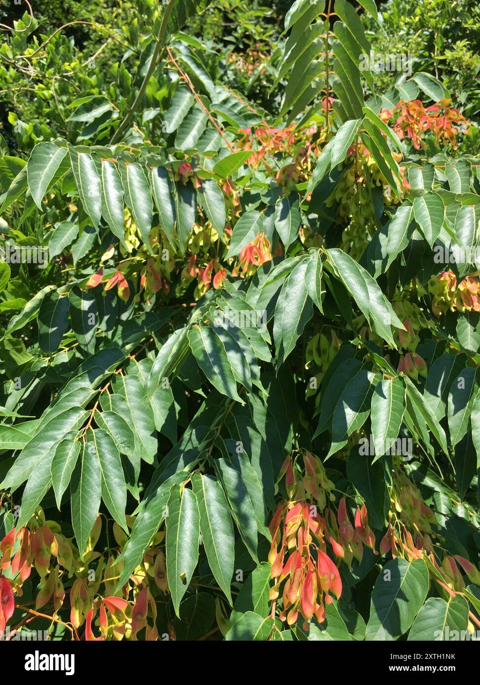 tree-of-heaven (Ailanthus altissima) Plantae Stock Photo - Alamy