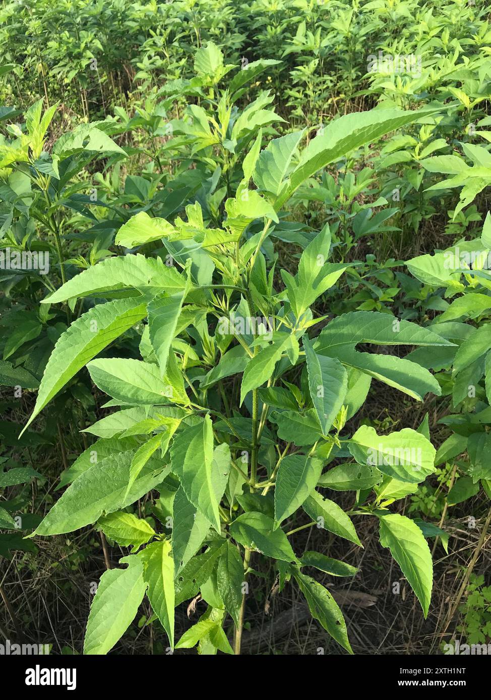giant ragweed (Ambrosia trifida) Plantae Stock Photo - Alamy