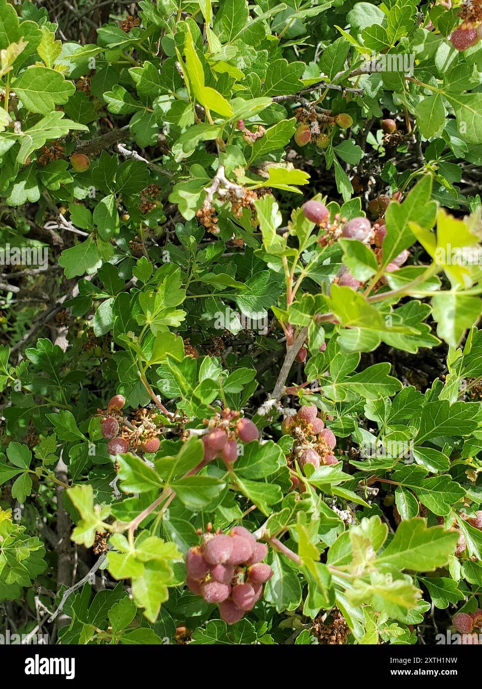 fragrant sumac (Rhus aromatica) Plantae Stock Photo - Alamy