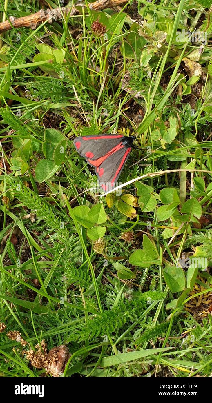 Cinnabar moth (Tyria jacobaeae) Insecta Stock Photo - Alamy