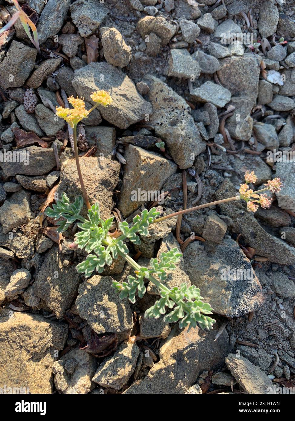 carrot family (Apiaceae) Plantae Stock Photo - Alamy
