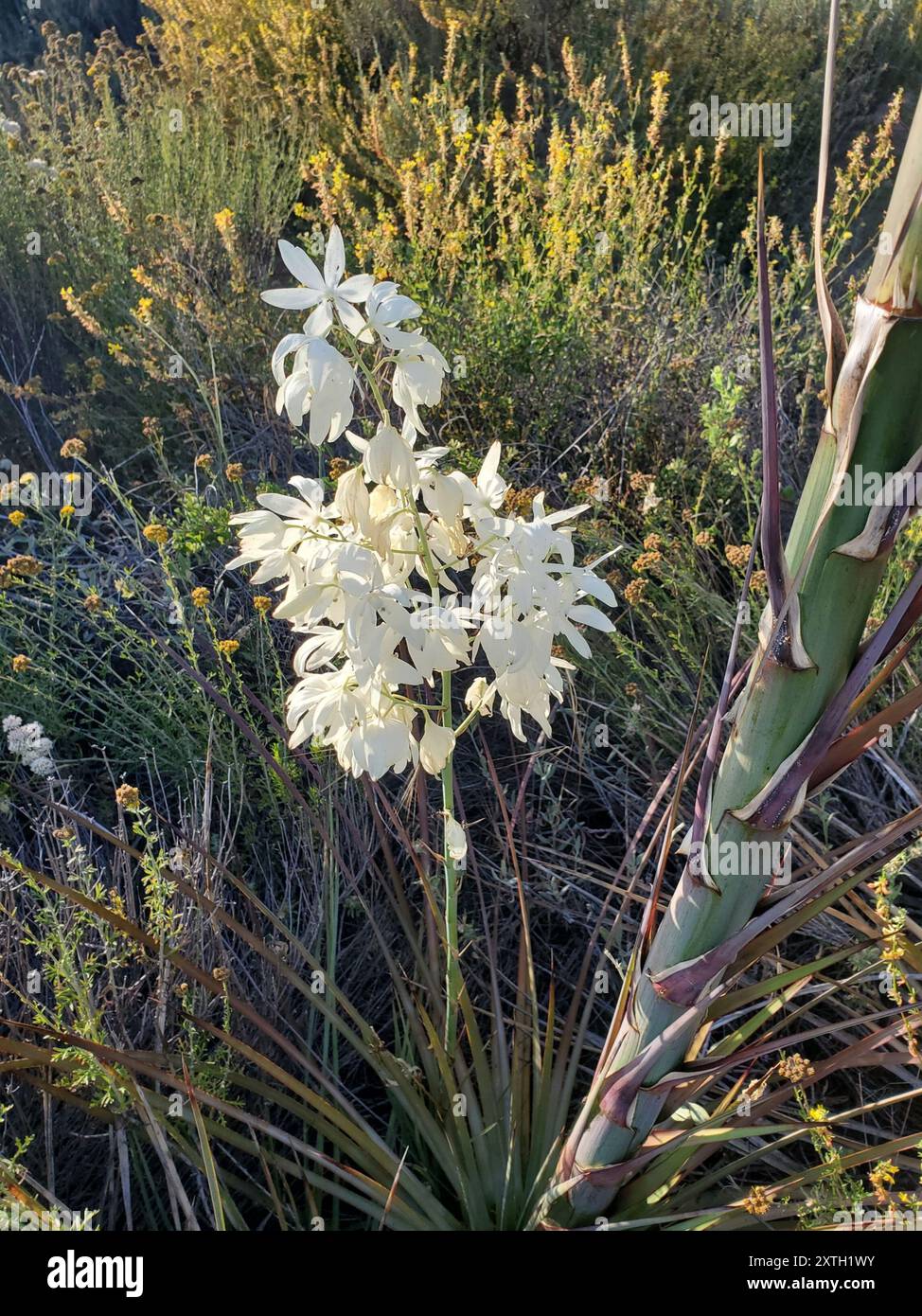 chaparral yucca (Hesperoyucca whipplei) Plantae Stock Photo - Alamy