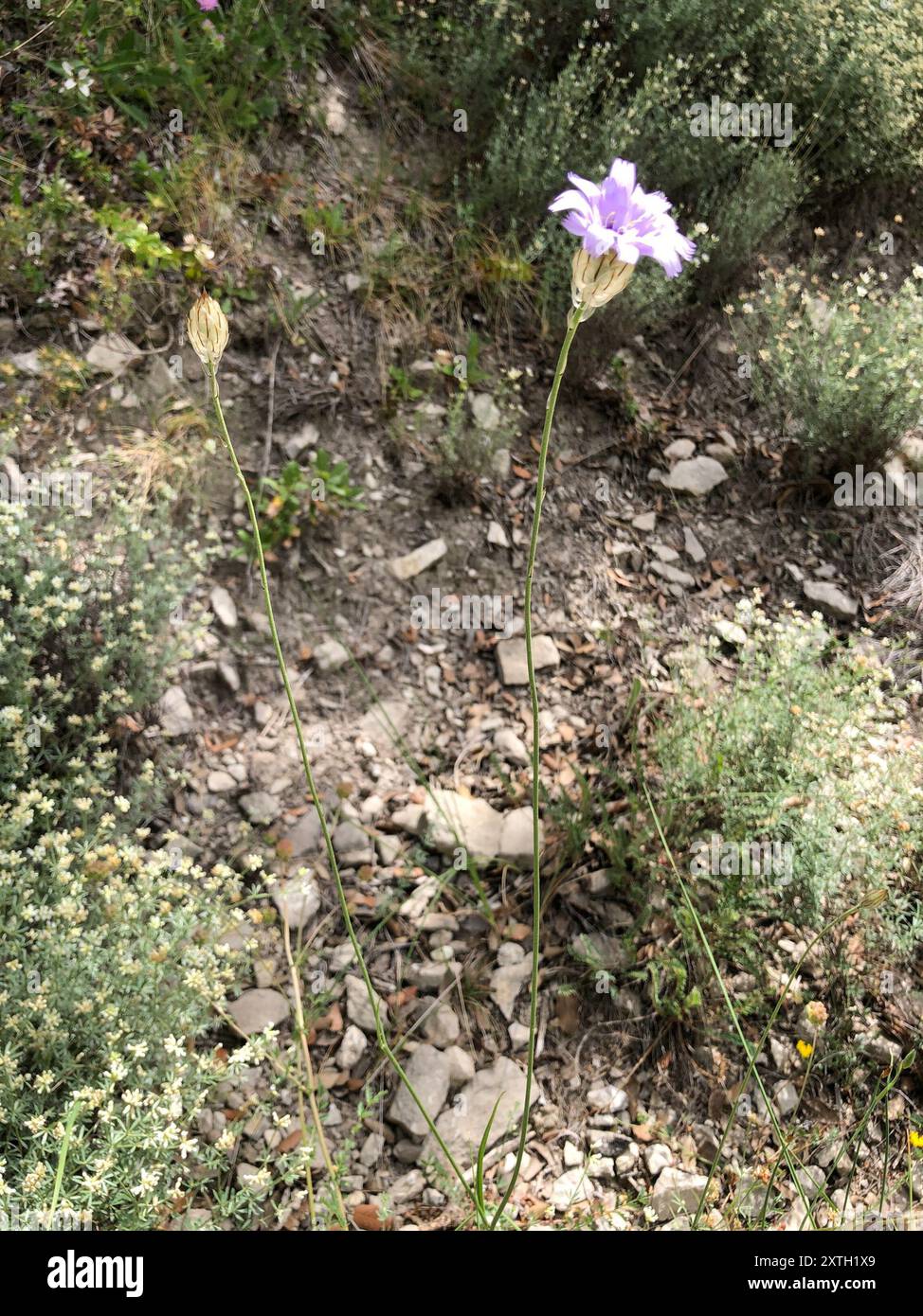 Cupid's-dart (Catananche caerulea) Plantae Stock Photo - Alamy