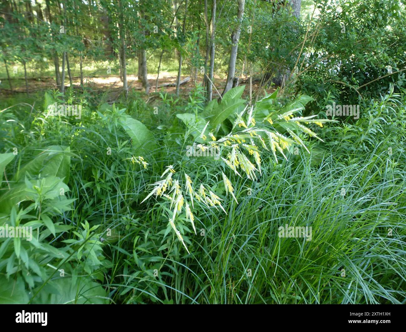 grasses (Poaceae) Plantae Stock Photo - Alamy