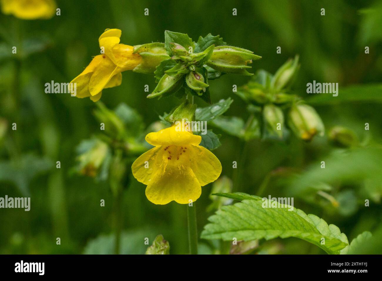 seep monkeyflowers (Simiolus) Plantae Stock Photo - Alamy