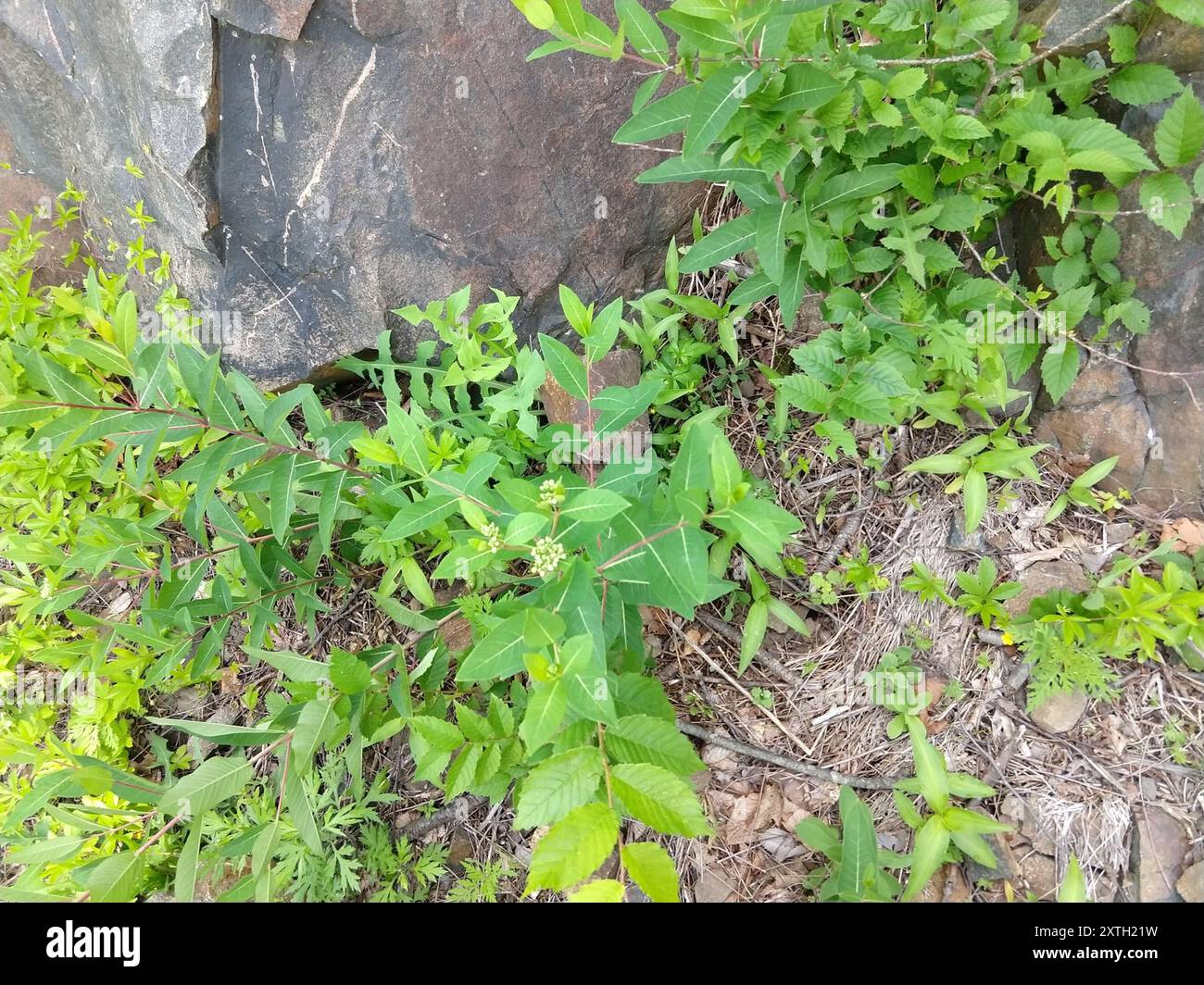 hemp dogbane (Apocynum cannabinum) Plantae Stock Photo - Alamy