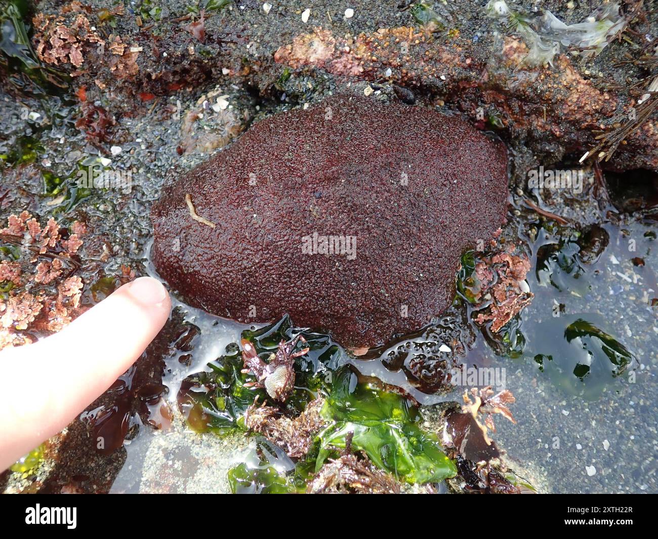 Gumboot Chiton (Cryptochiton stelleri) Mollusca Stock Photo - Alamy