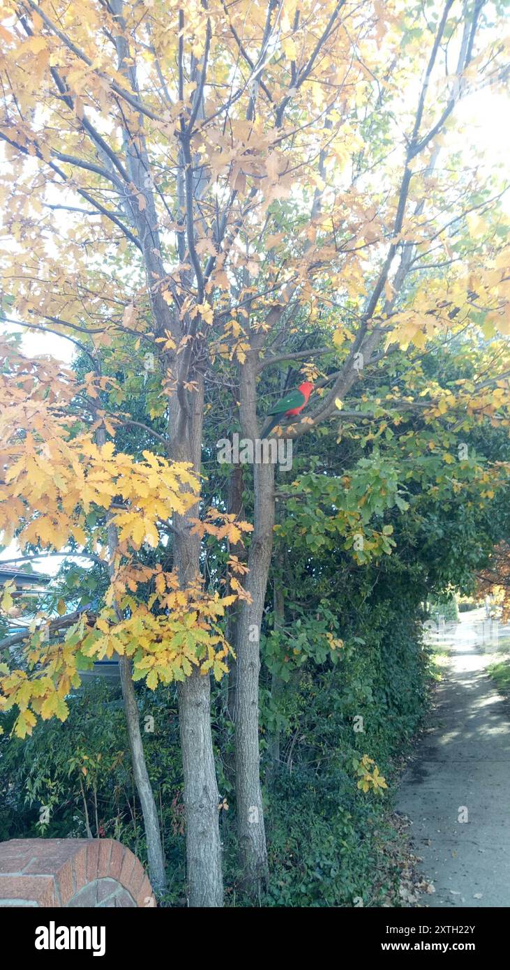 Australian King Parrot (Alisterus scapularis) Aves Stock Photo - Alamy