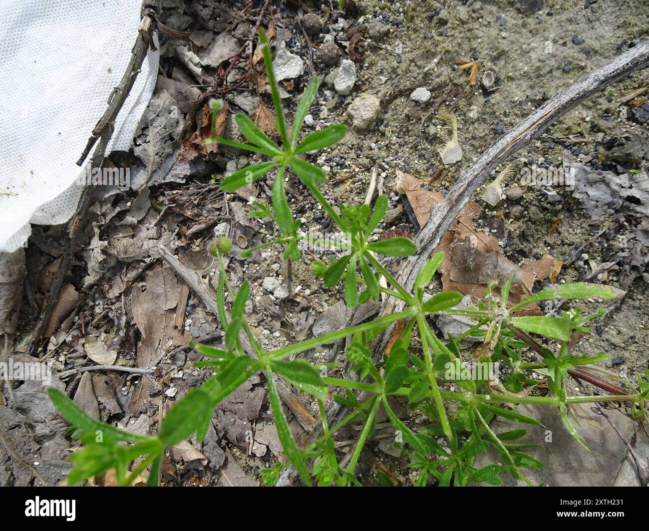 catchweed bedstraw (Galium aparine) Plantae Stock Photo - Alamy