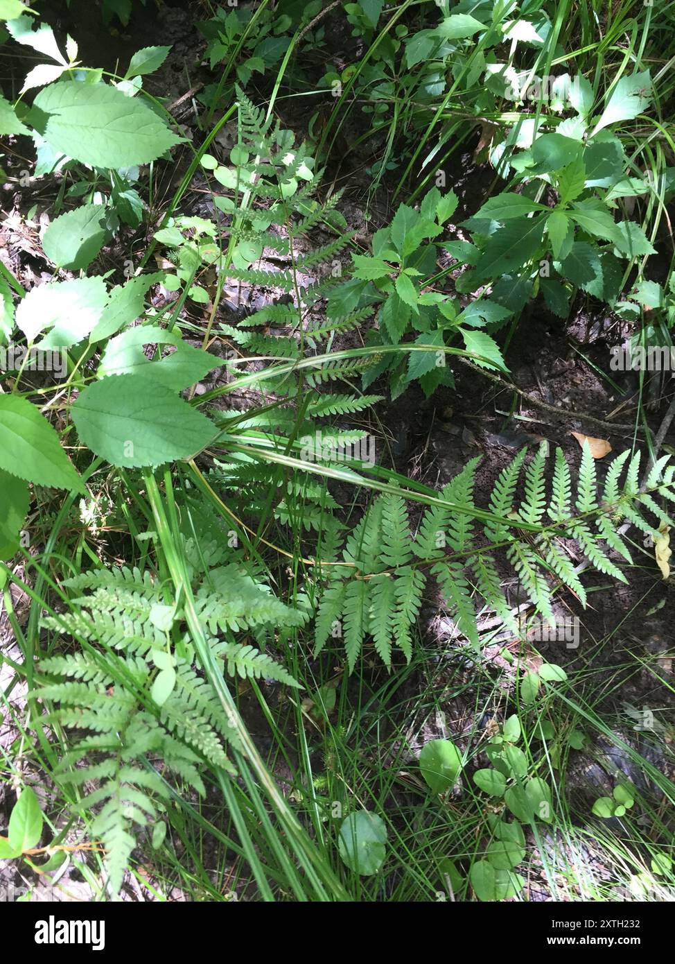 log fern (Dryopteris celsa) Plantae Stock Photo - Alamy