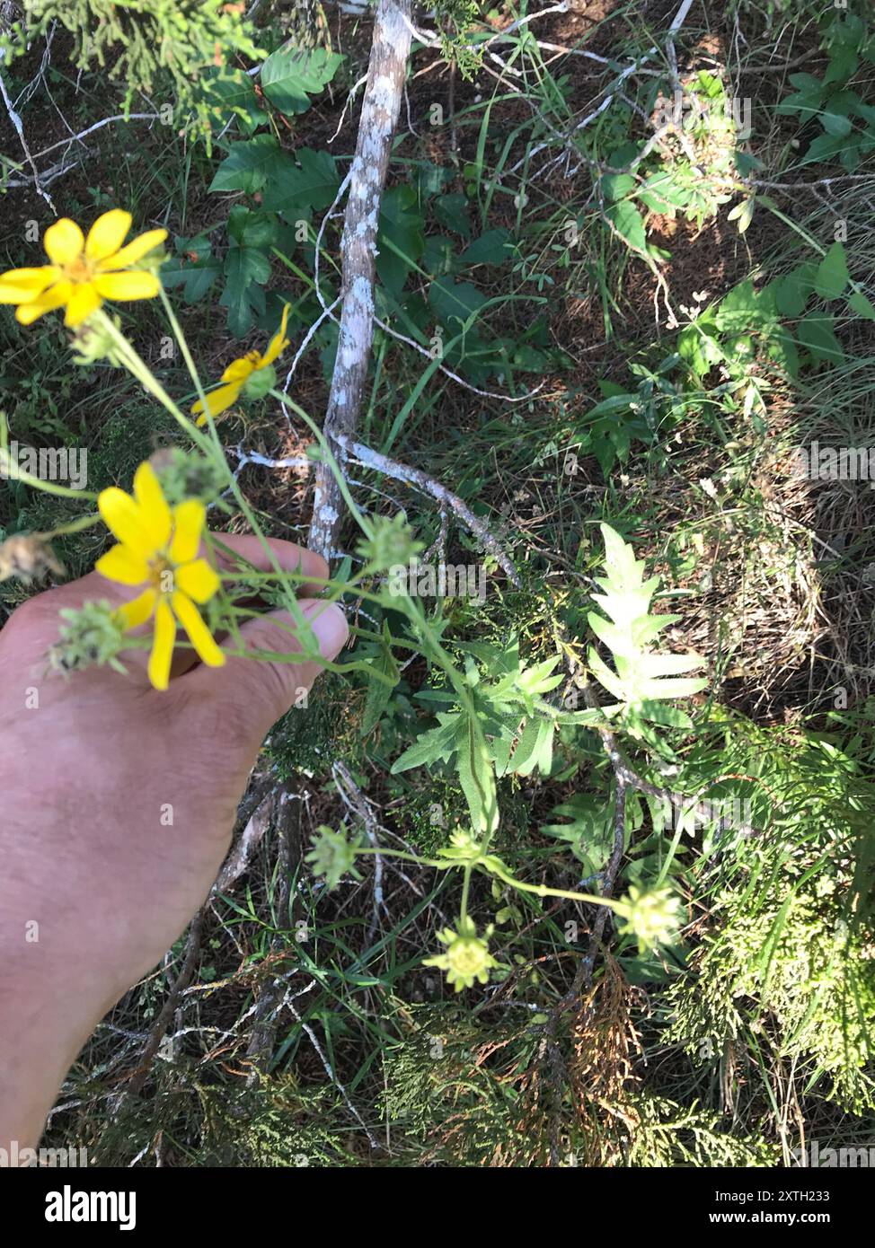 Engelmann daisy (Engelmannia peristenia) Plantae Stock Photo - Alamy