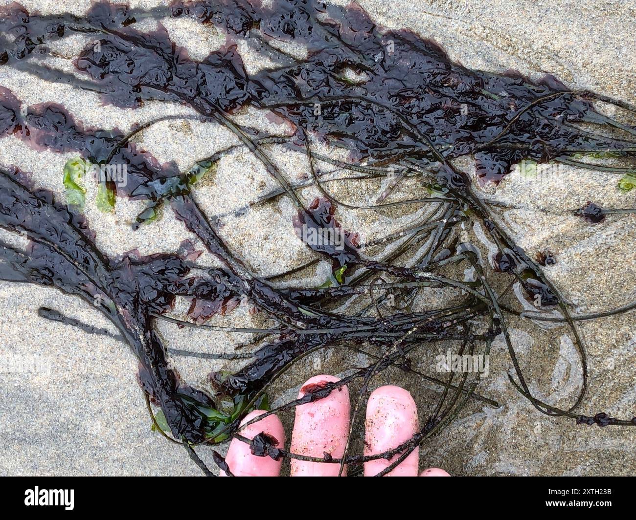 seagrass laver (Smithora naiadum) Plantae Stock Photo - Alamy