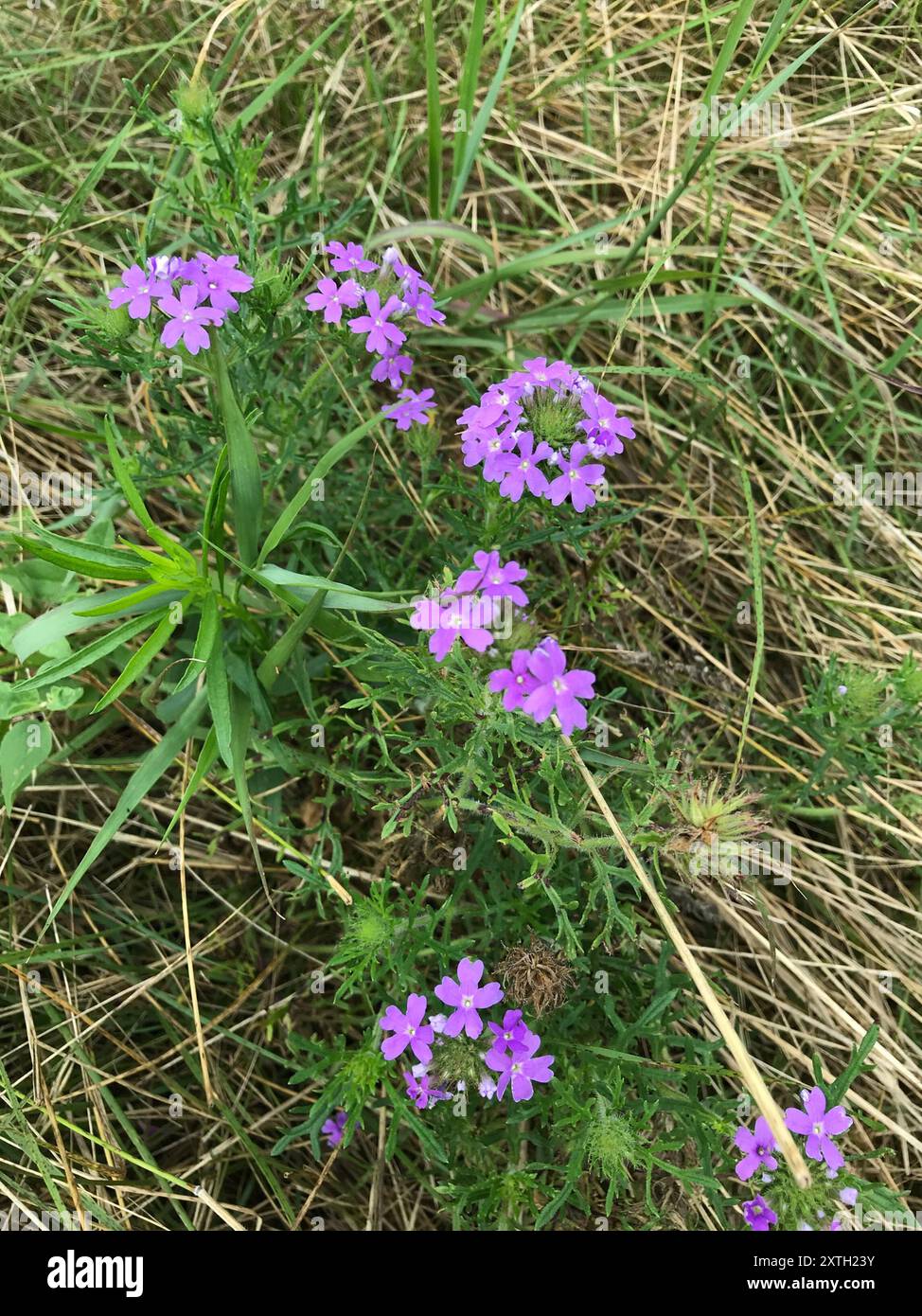 Dakota mock vervain (Glandularia bipinnatifida) Plantae Stock Photo - Alamy