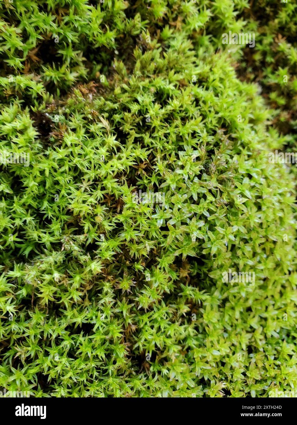 Star Moss (Syntrichia ruralis) Plantae Stock Photo - Alamy