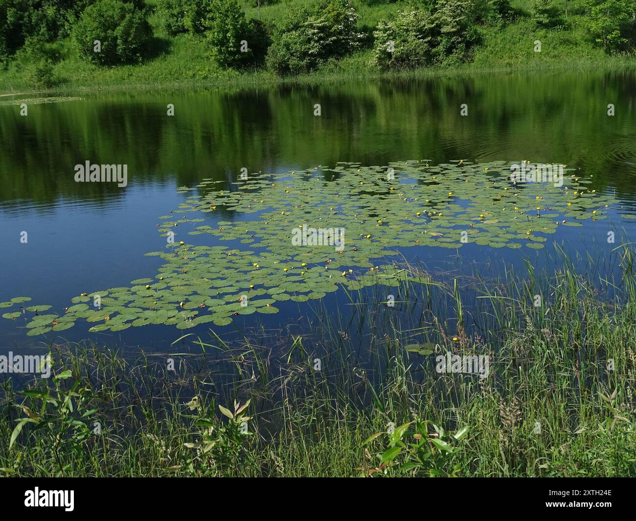 Variegated Yellow Pond-Lily (Nuphar variegata) Plantae Stock Photo - Alamy