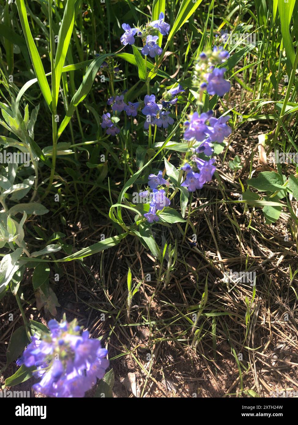 Front Range Beardtongue (Penstemon virens) Plantae Stock Photo - Alamy