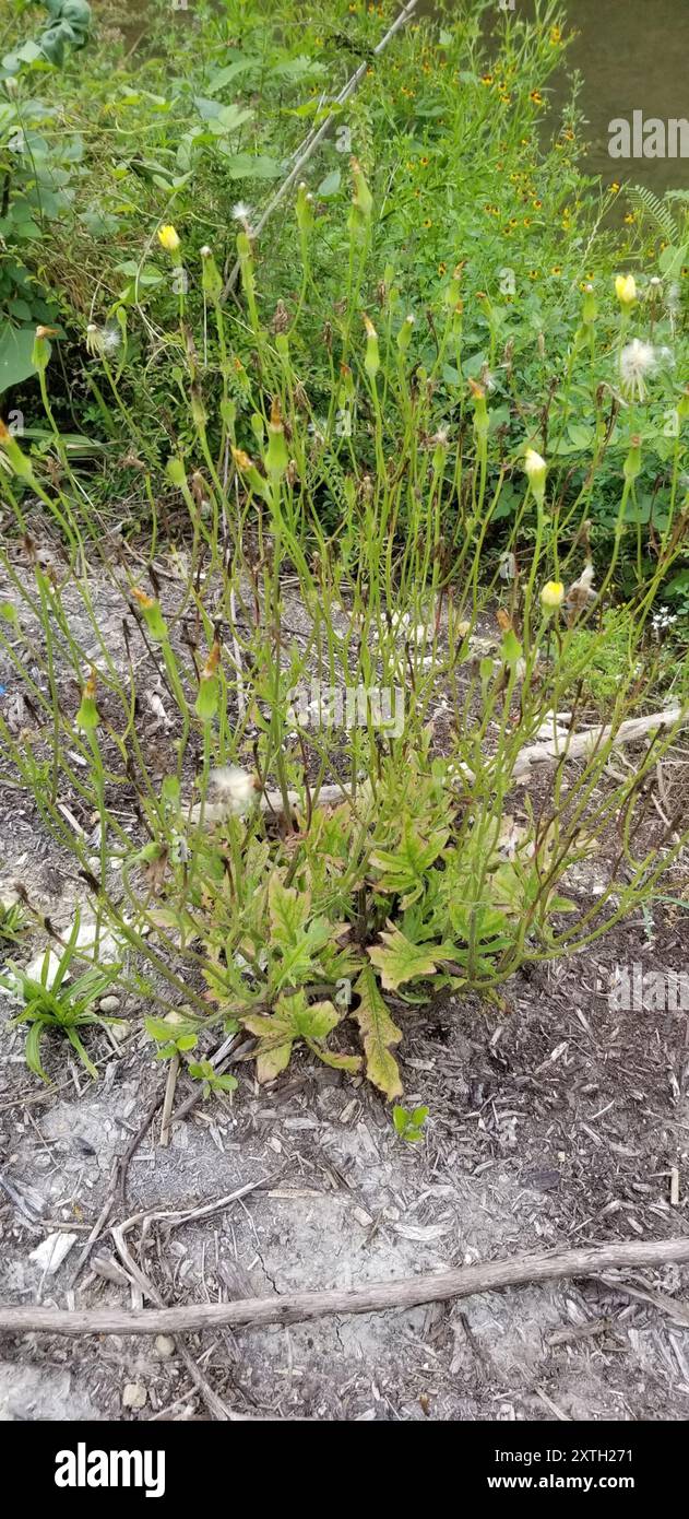 Smooth Cat's Ear (Hypochaeris glabra) Plantae Stock Photo - Alamy
