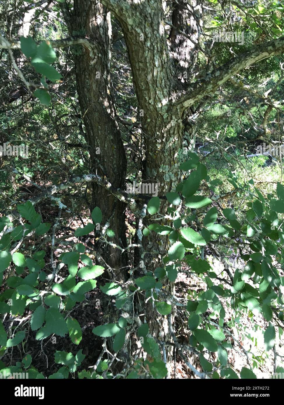 Cedar Elm (Ulmus crassifolia) Plantae Stock Photo - Alamy