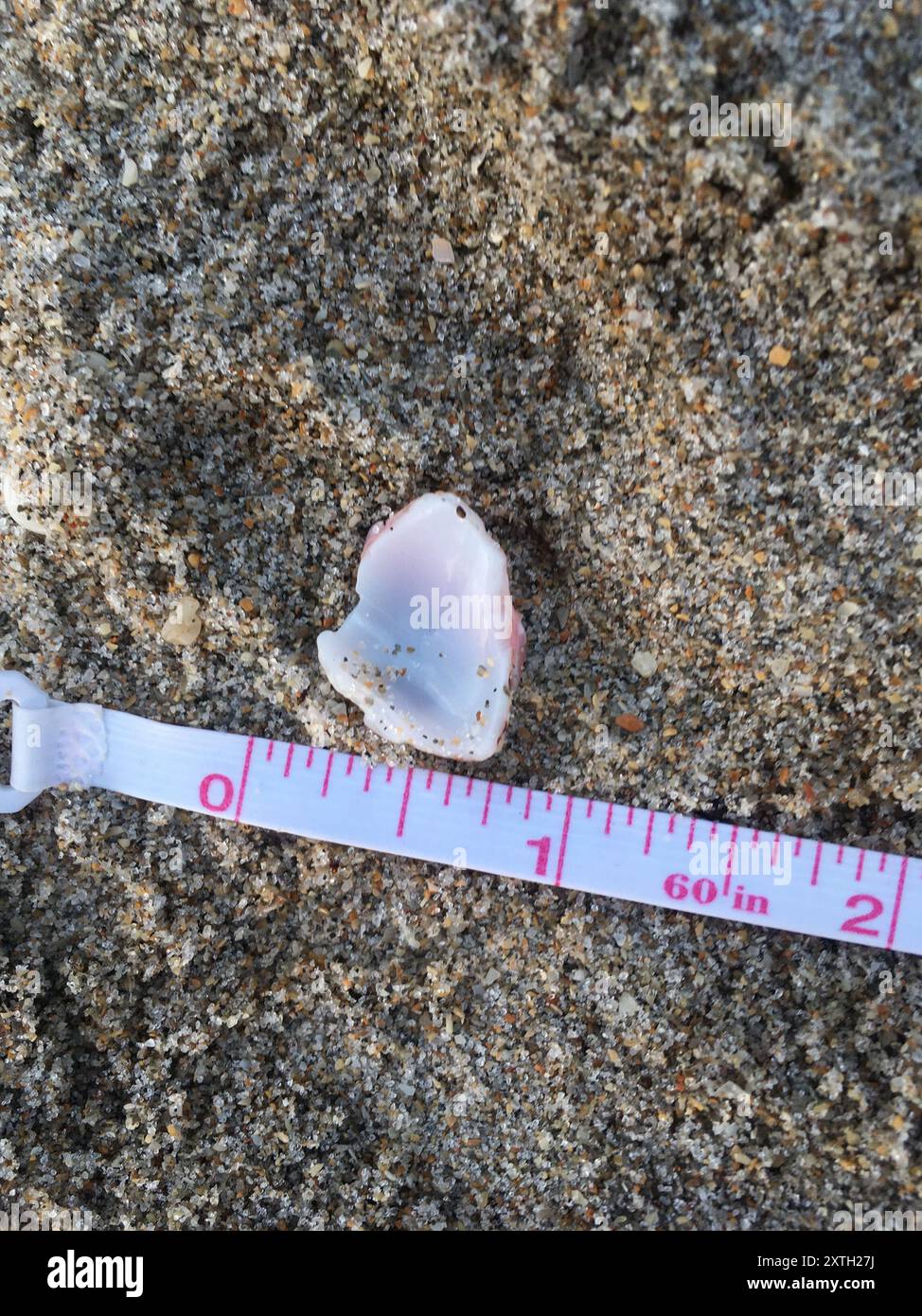 Queen Conch (Aliger gigas) Mollusca Stock Photo - Alamy