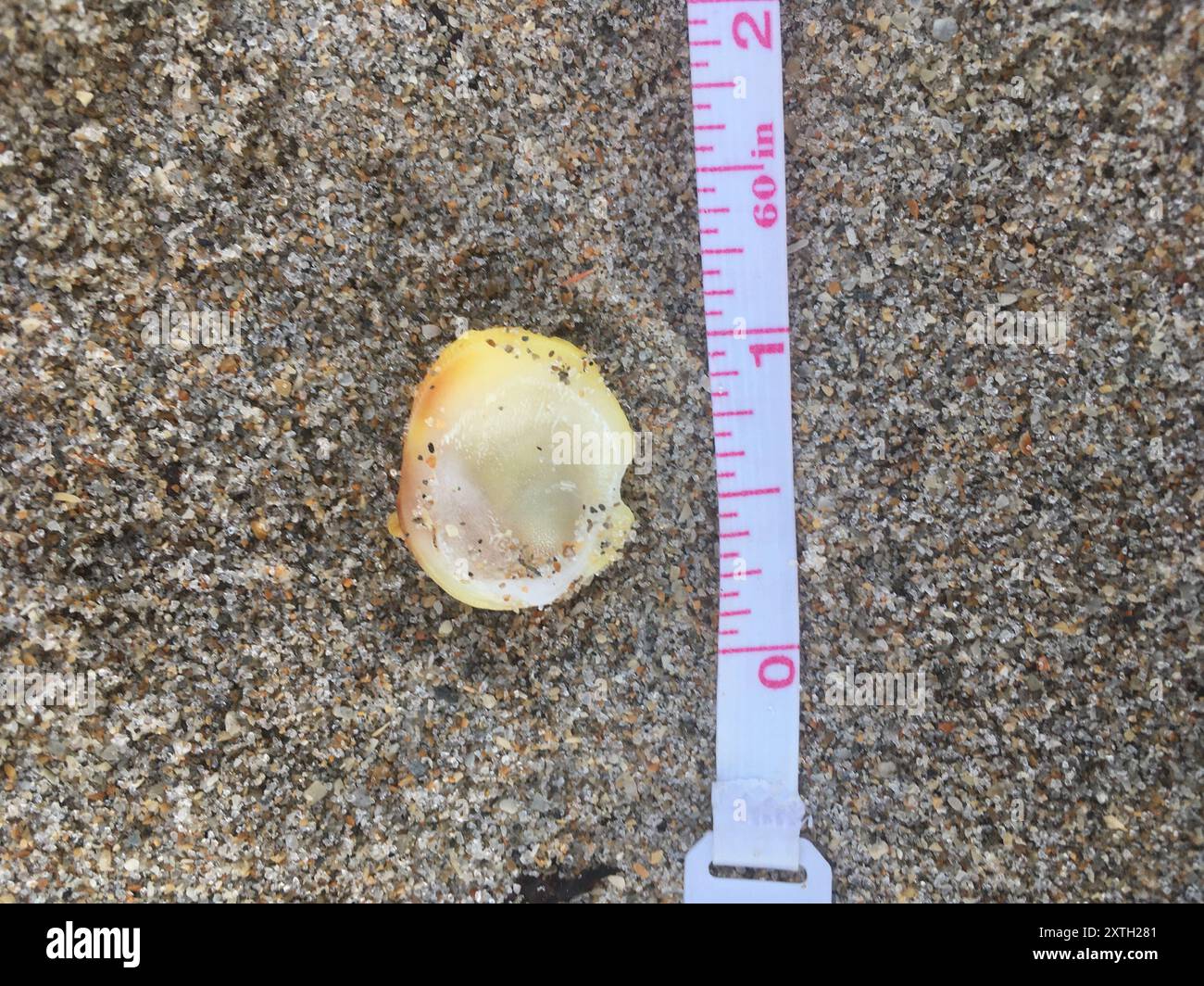 Leafy Jewel Box (Chama macerophylla) Mollusca Stock Photo - Alamy