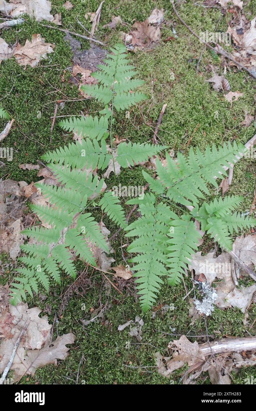 eagle fern (Pteridium aquilinum latiusculum) Plantae Stock Photo - Alamy
