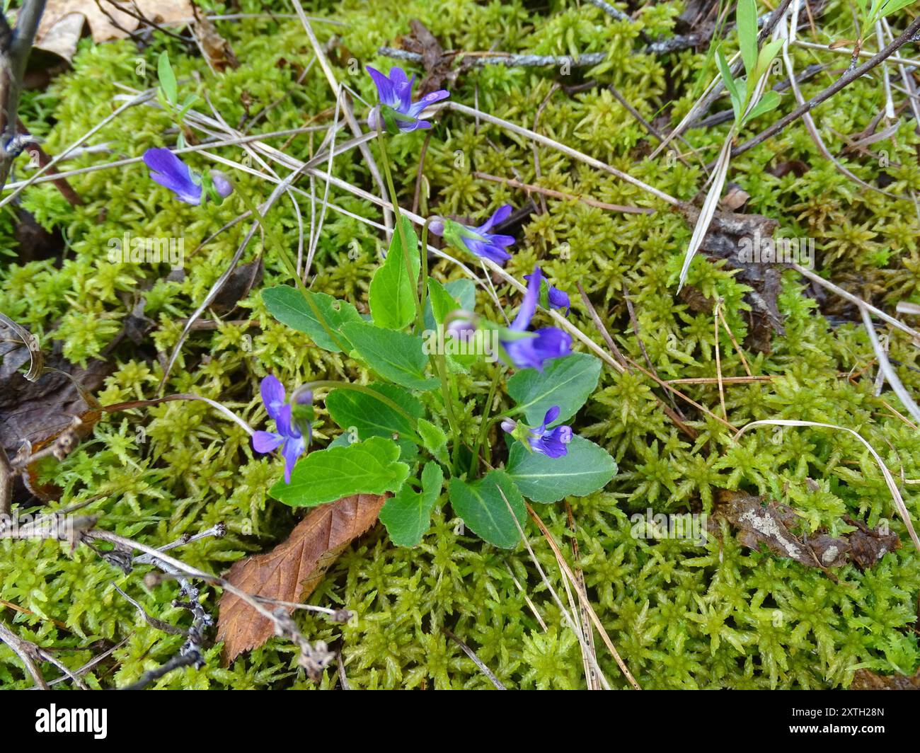 Arrowleaf Violet (Viola sagittata) Plantae Stock Photo - Alamy