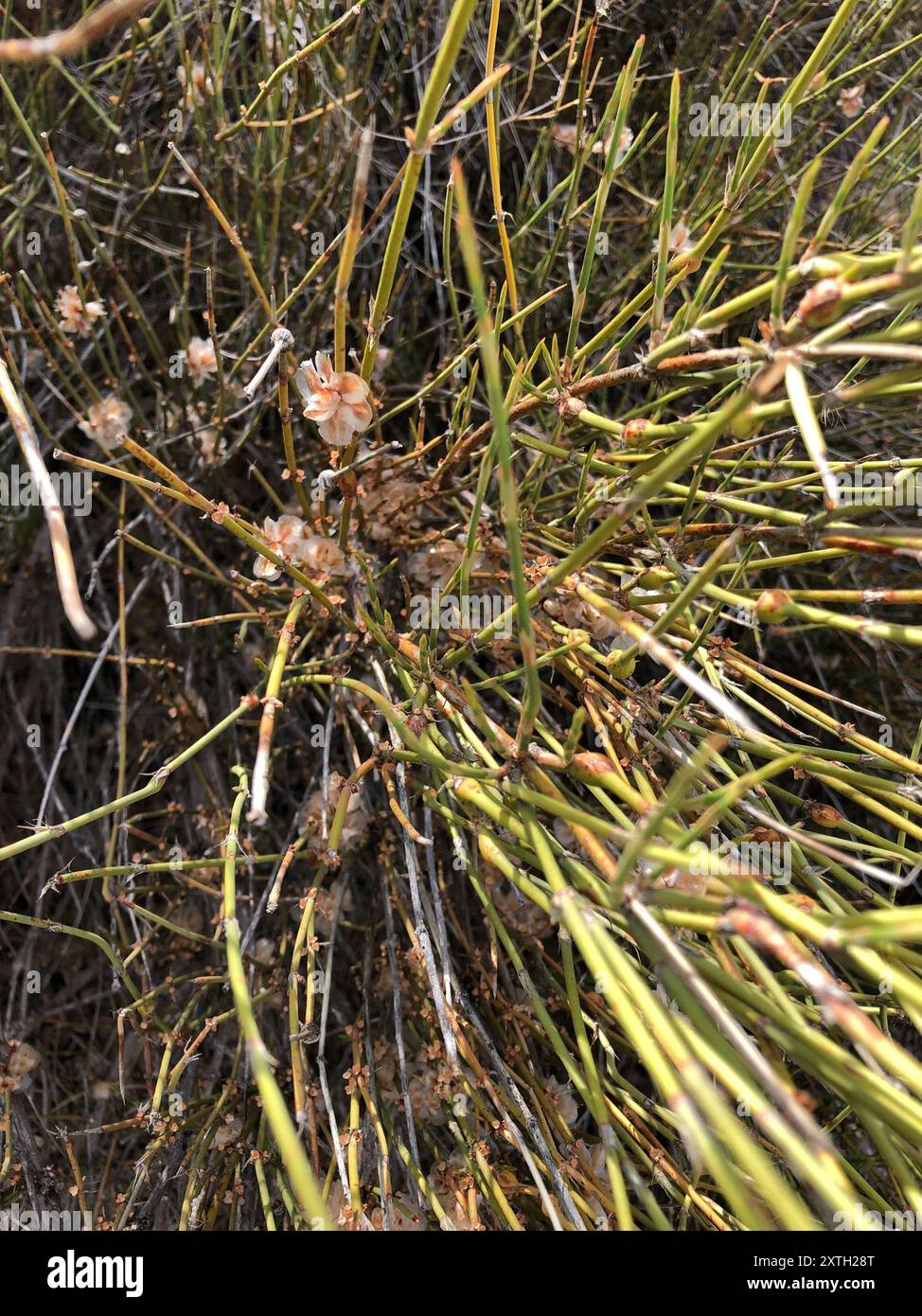 longleaf ephedra (Ephedra trifurca) Plantae Stock Photo - Alamy