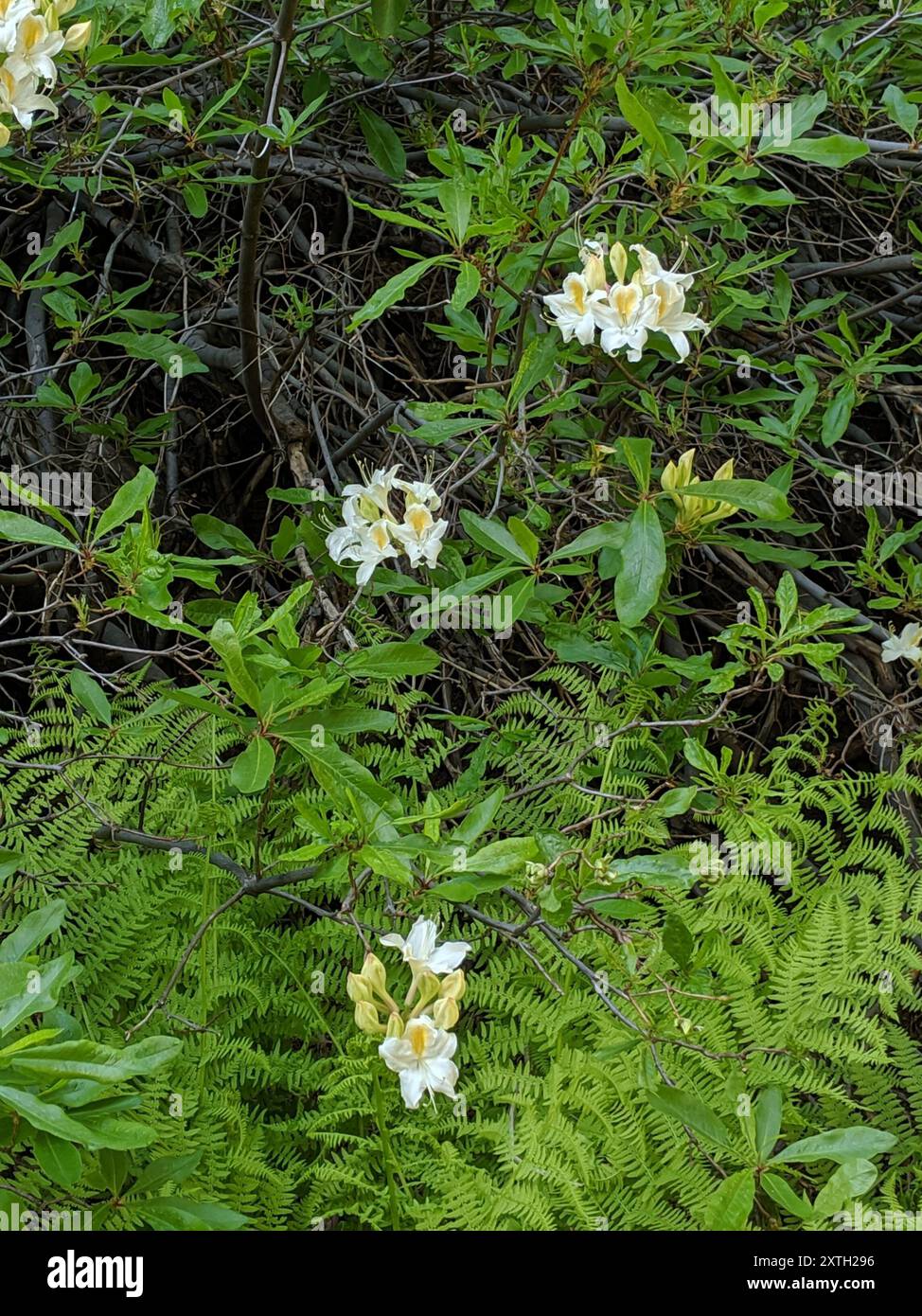 western azalea (Rhododendron occidentale) Plantae Stock Photo - Alamy