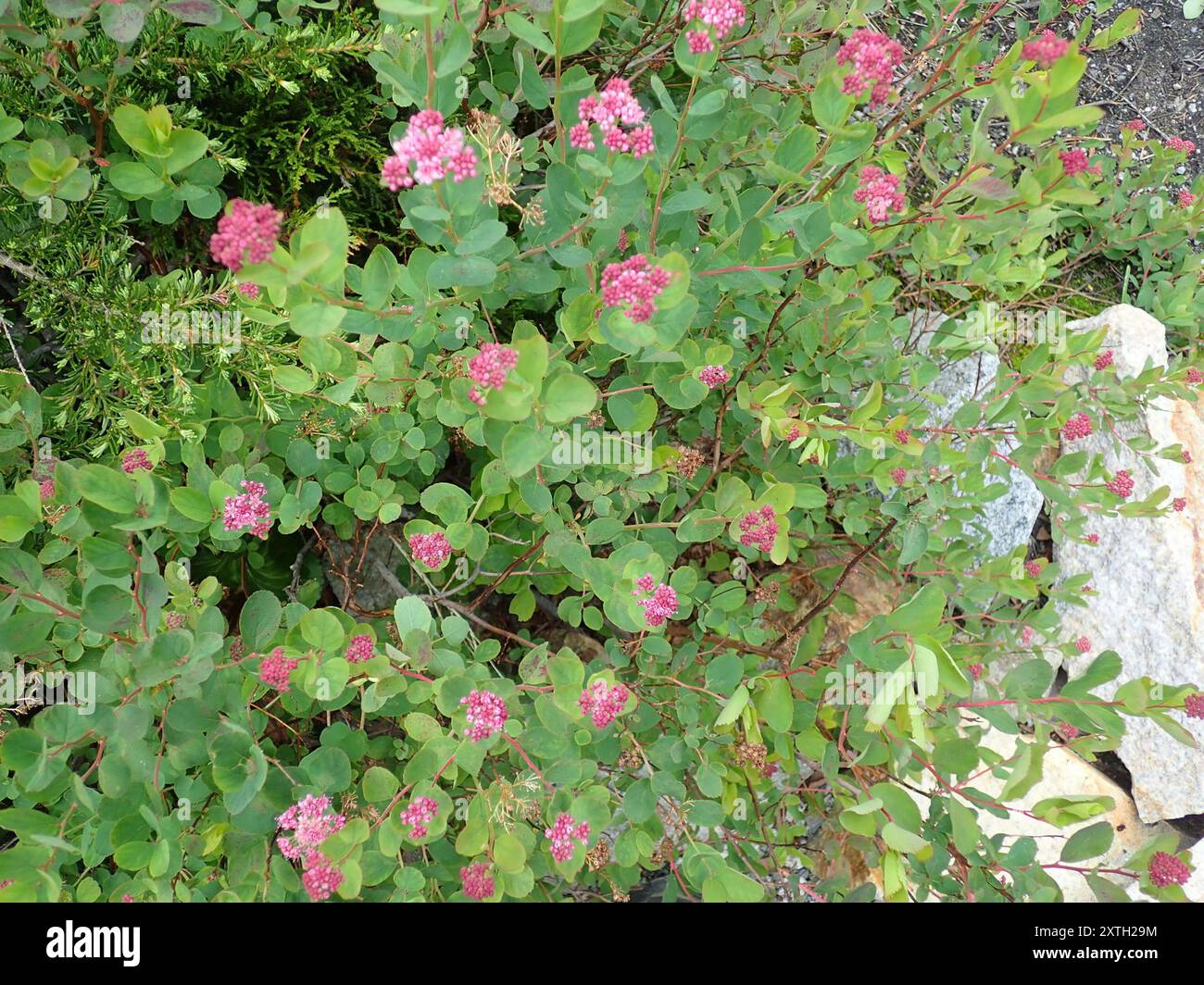 Mountain Spirea (Spiraea splendens) Plantae Stock Photo - Alamy