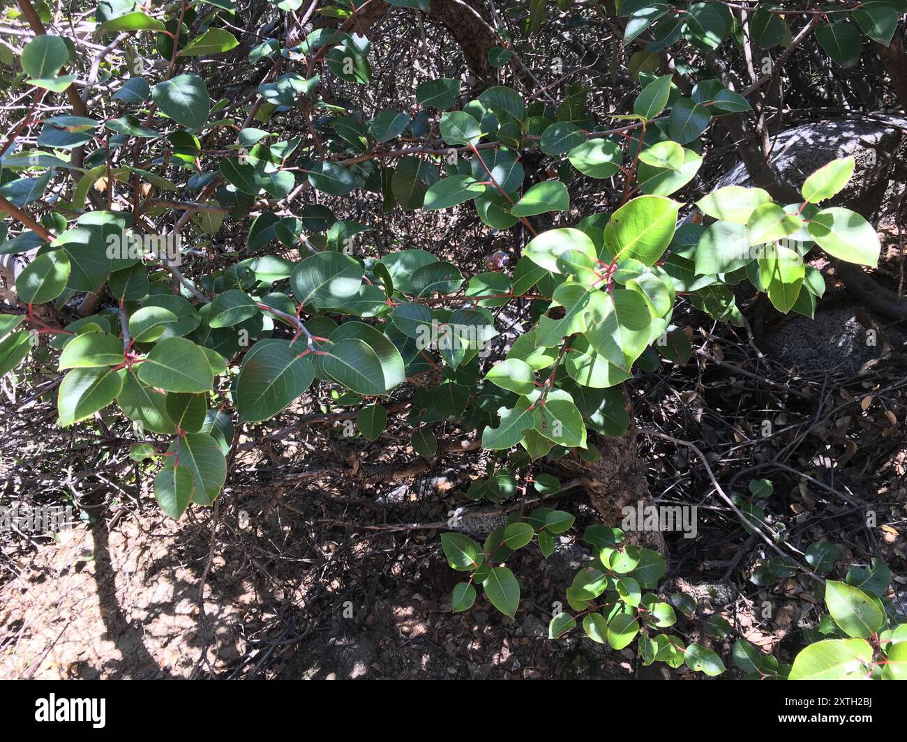 sugar bush (Rhus ovata) Plantae Stock Photo - Alamy