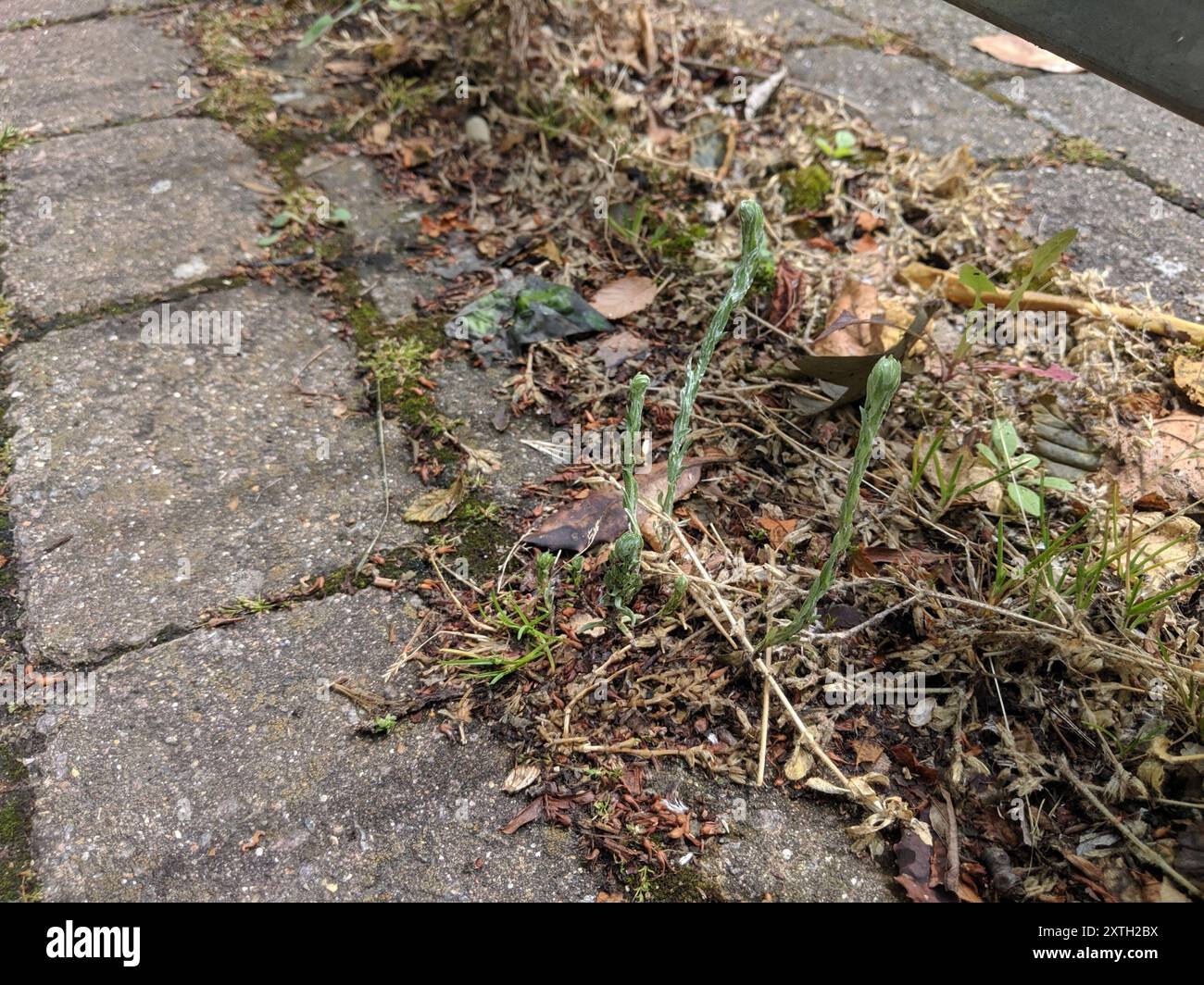 Common Cudweed (Filago germanica) Plantae Stock Photo - Alamy
