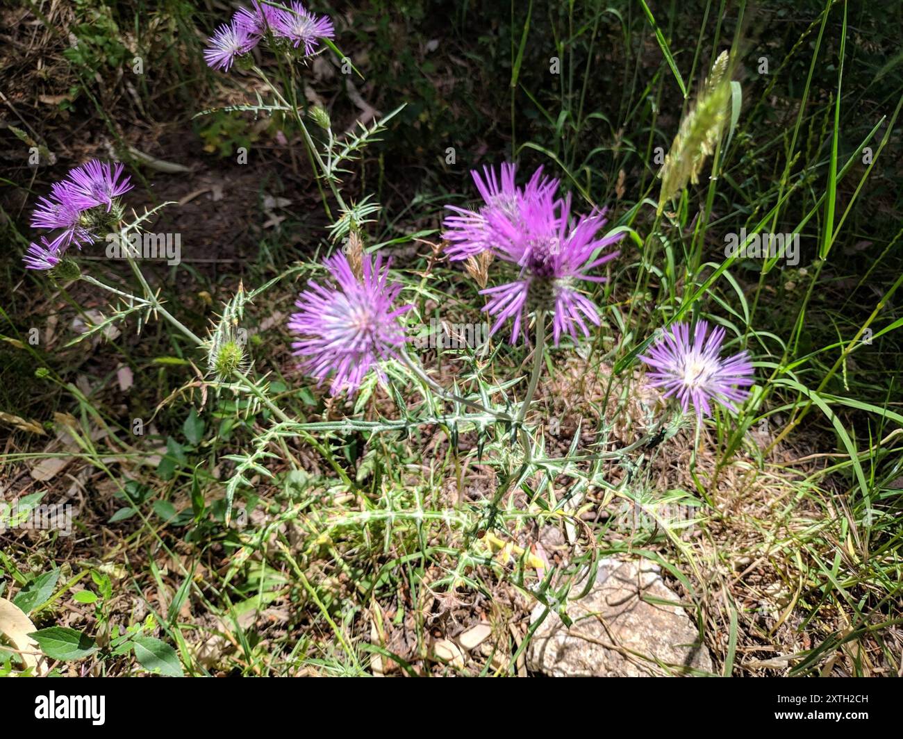 Boar Thistle (Galactites tomentosus) Plantae Stock Photo - Alamy