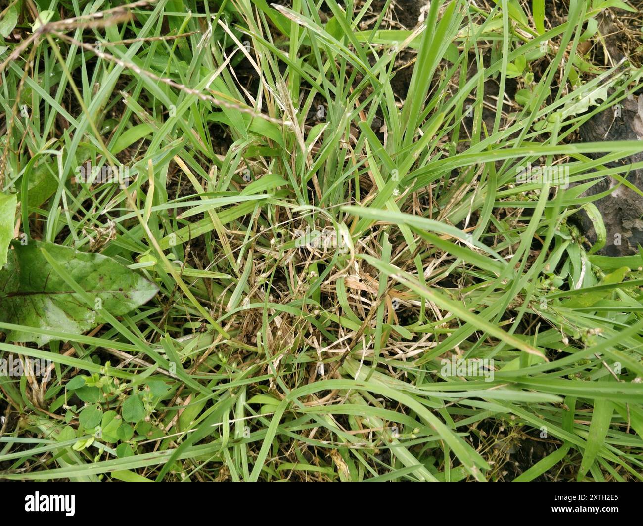 tumble windmillgrass (Chloris verticillata) Plantae Stock Photo - Alamy