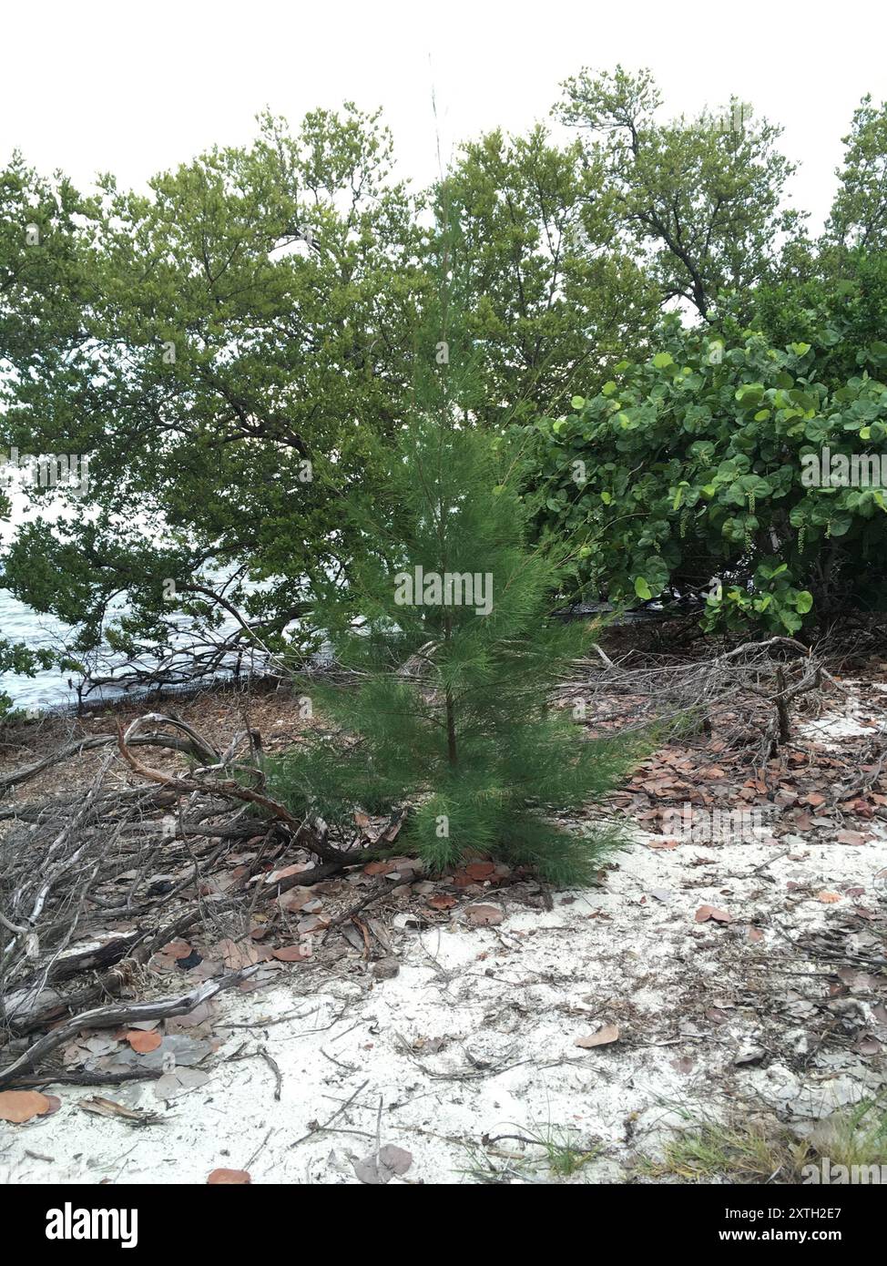 Beach Sheoak (Casuarina equisetifolia) Plantae Stock Photo - Alamy